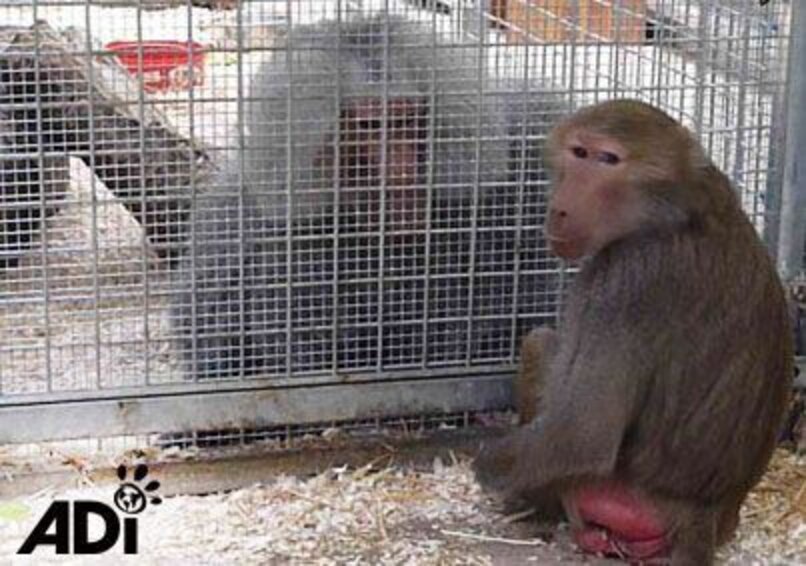 Circus Baboon Who Spent 17 Years Alone Makes His Very First Friend ...