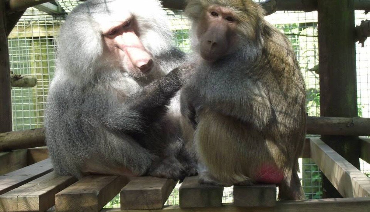 Circus Baboon Who Spent 17 Years Alone Makes His Very First Friend ...