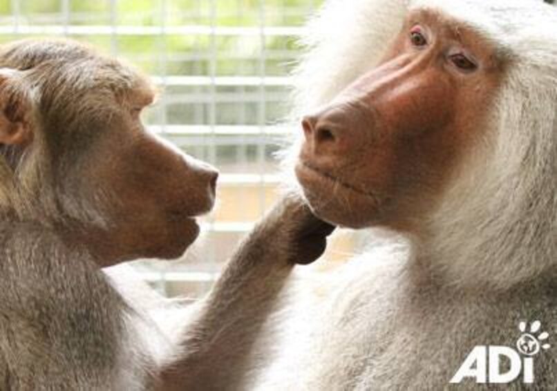 Circus Baboon Who Spent 17 Years Alone Makes His Very First Friend ...