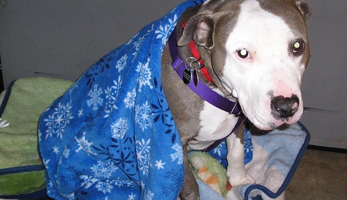 What Montreal's Pit Bull Ban Really Means For Dog Owners - The Dodo