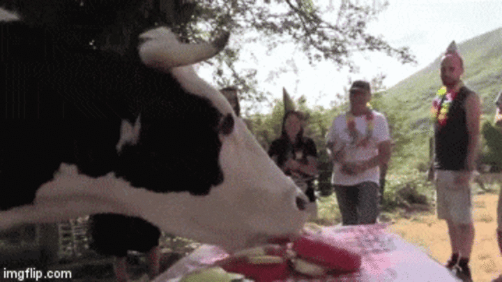 Baby Cow Saved From Slaughter Is So In Love With His New Dad - The Dodo