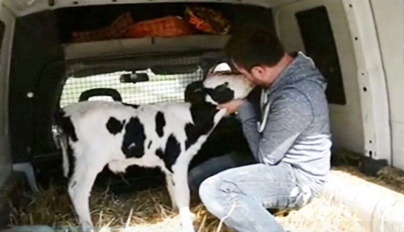 Baby Cow Saved From Slaughter Is So In Love With His New Dad - The Dodo