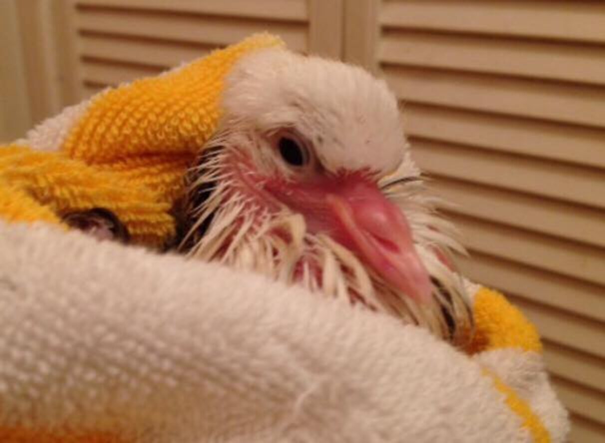 Baby Bird Is Learning To Walk Again After She Slipped Out Of Her Nest ...