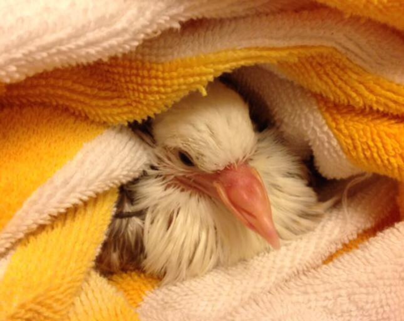 Baby Bird Is Learning To Walk Again After She Slipped Out Of Her Nest ...
