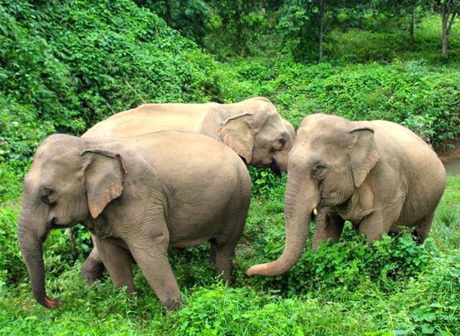 Elephant Loved His Friends So Much — Until He Was Taken From Them - The ...