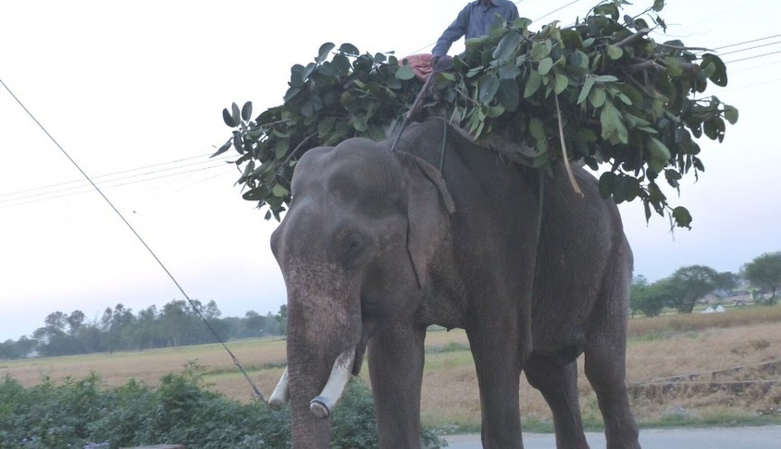 World's 'Unluckiest Elephant' Freed After 50 Years In Chains - The Dodo