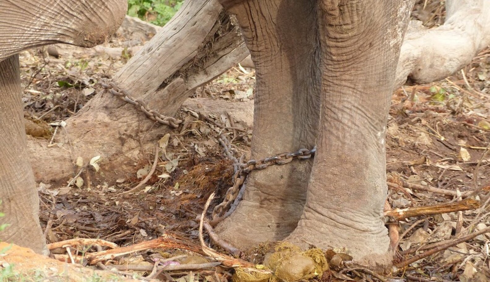 World's 'Unluckiest Elephant' Freed After 50 Years In Chains - The Dodo