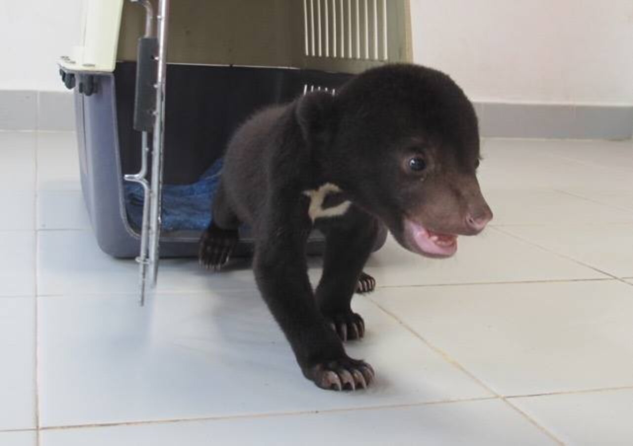 Tiny Orphaned Bear Stars In Cutest Photo Shoot Ever - The Dodo