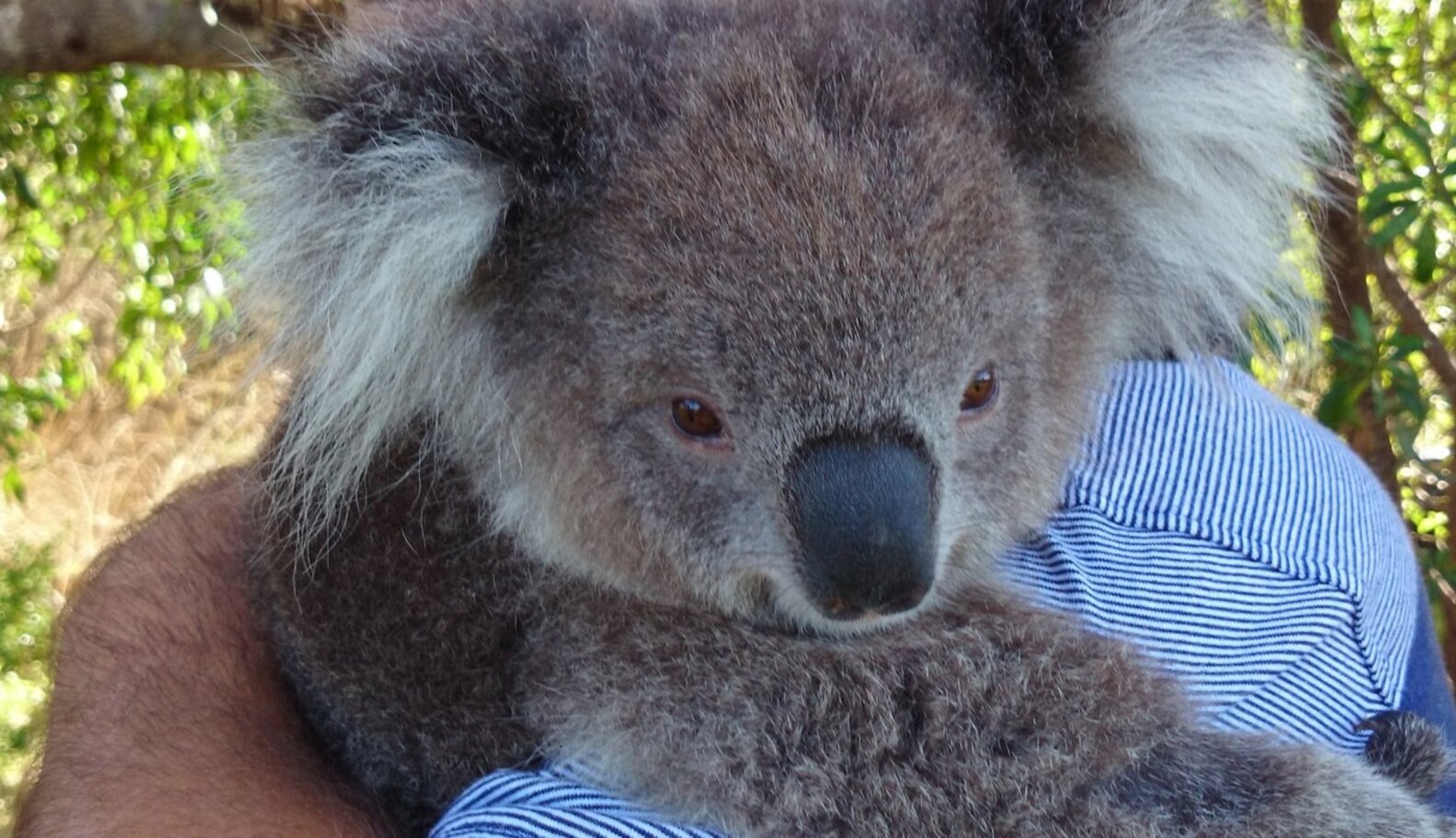 Koala Shows Up With A Surprise For The People Who Saved Her Life Years ...