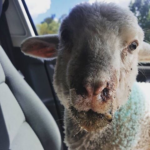 Lamb Who Fell Off Slaughter Truck Makes His Very First Friend - The Dodo