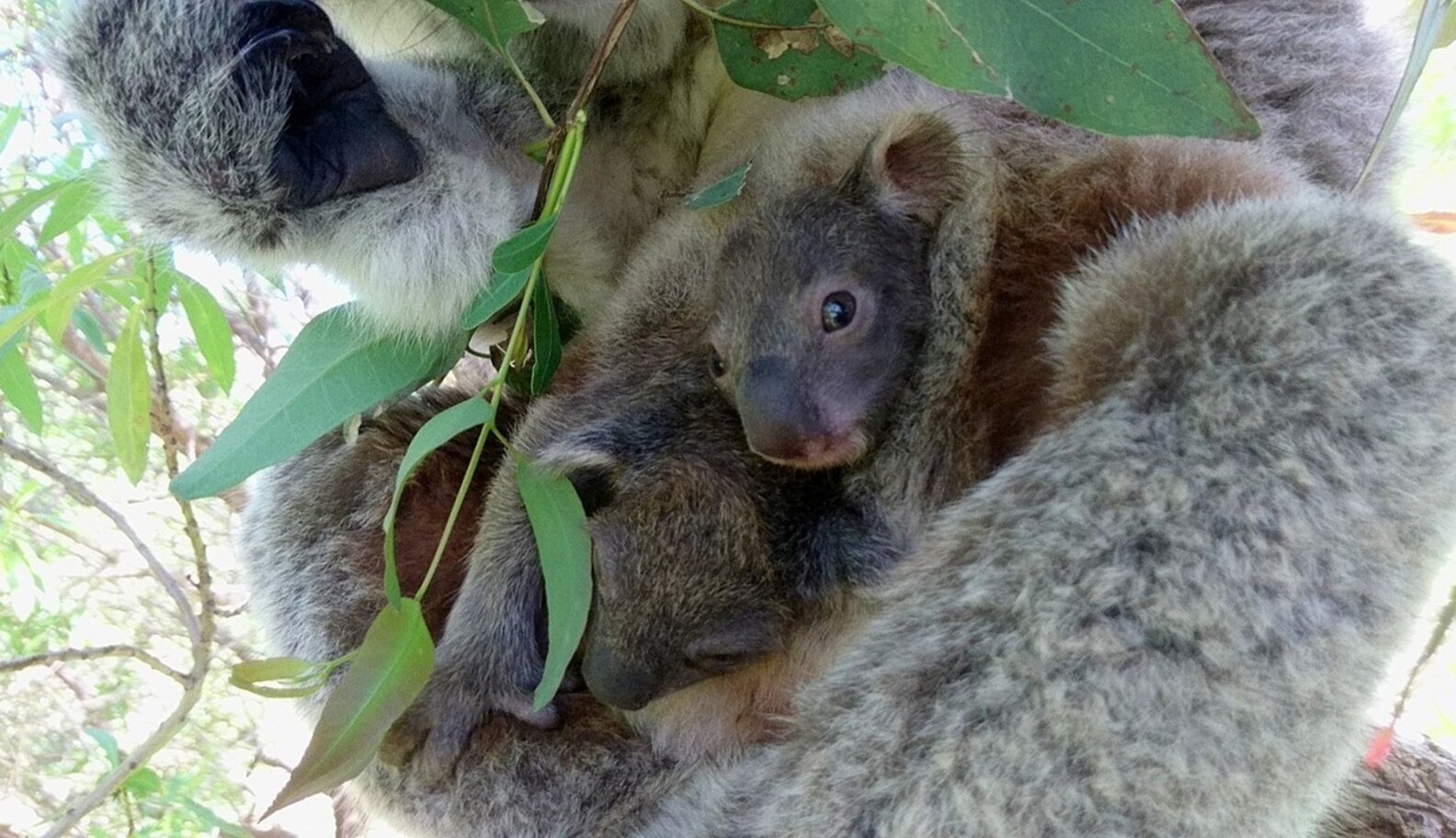 Koala Shows Up With A Surprise For The People Who Saved Her Life Years ...