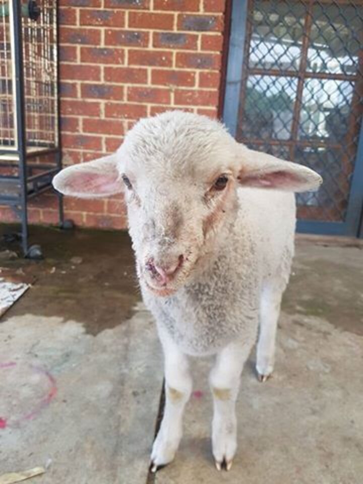 Lamb Who Fell Off Slaughter Truck Makes His Very First Friend - The Dodo