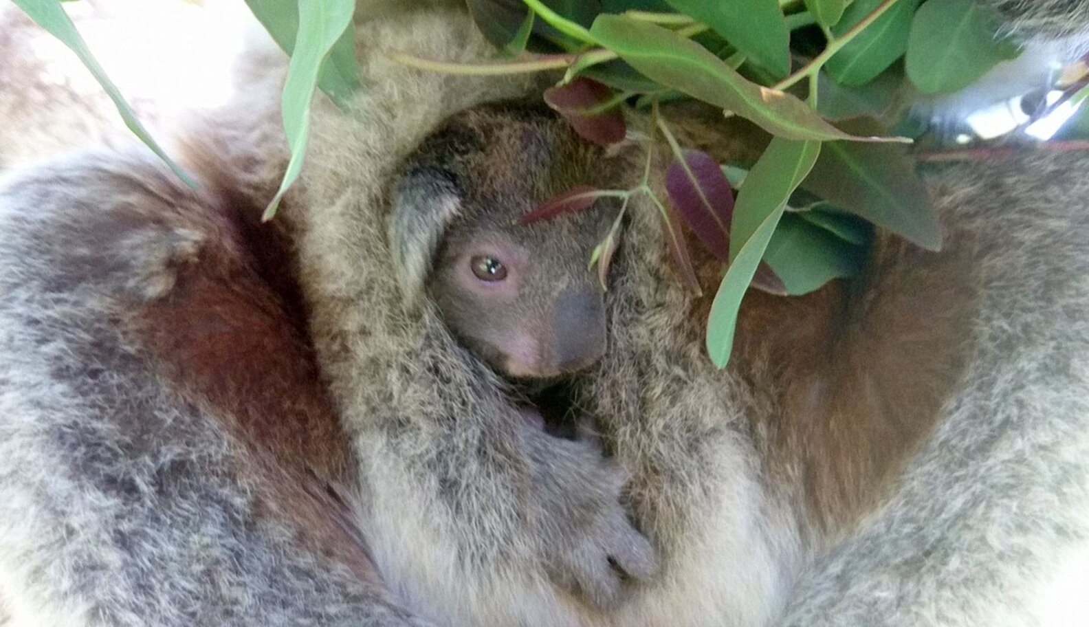 Koala Shows Up With A Surprise For The People Who Saved Her Life Years ...
