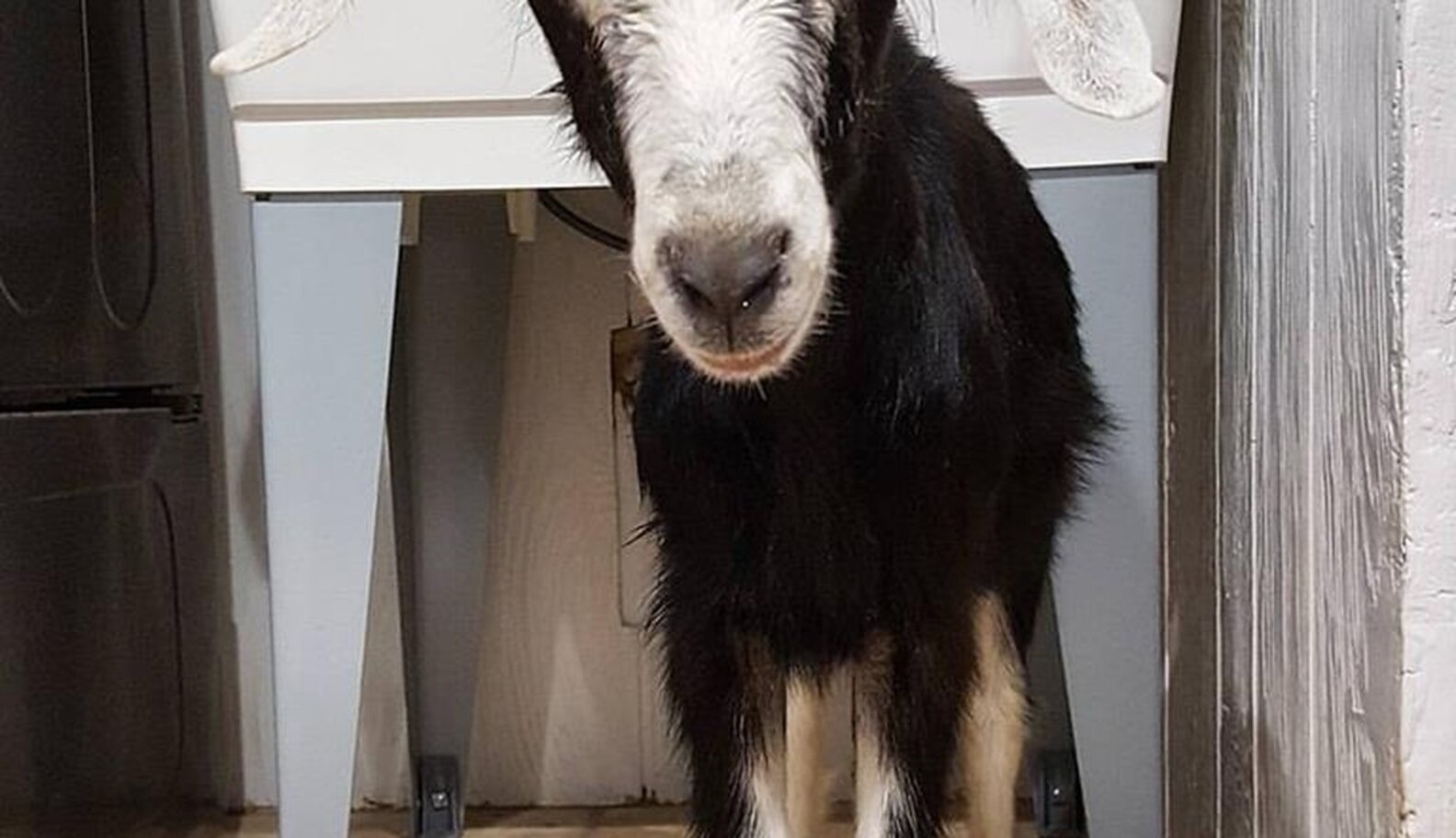 High Schoolers Rent Goat For $10 And Almost Kill Her - The Dodo