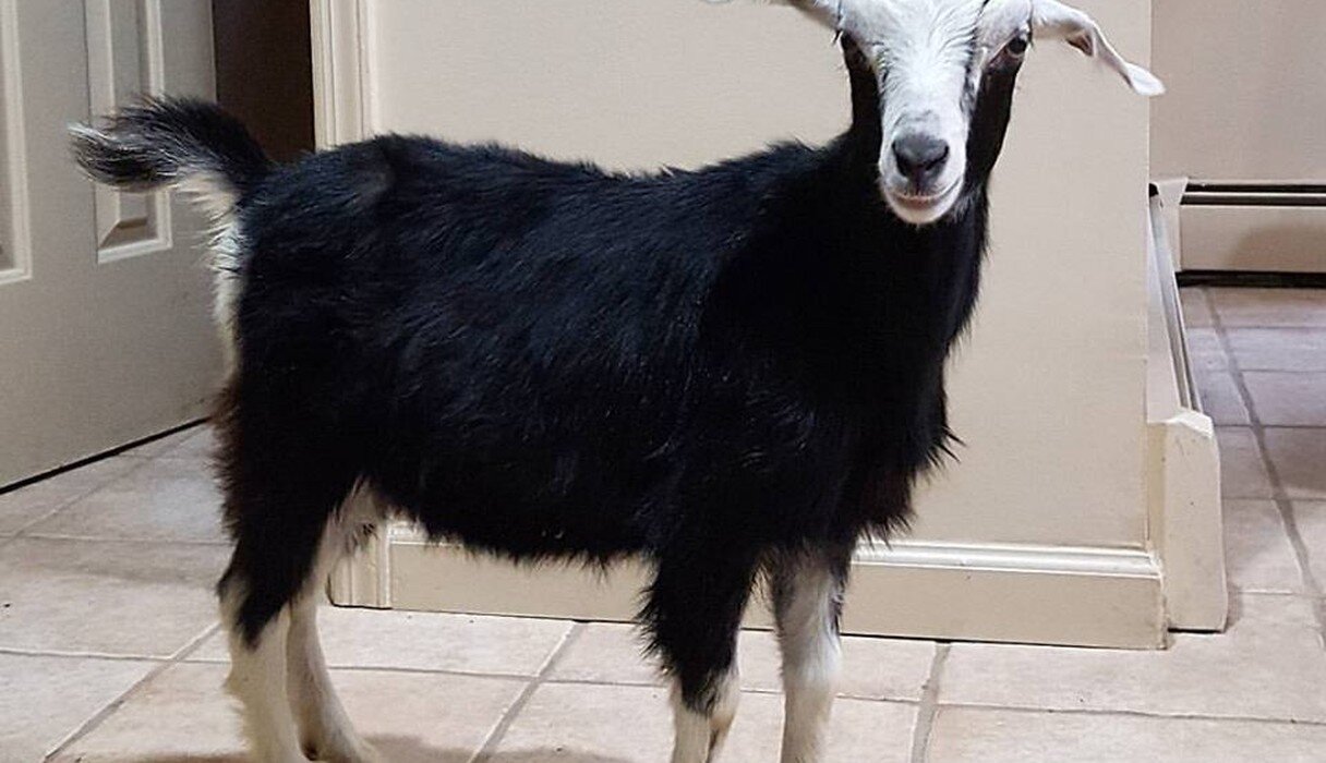 High Schoolers Rent Goat For $10 And Almost Kill Her - The Dodo