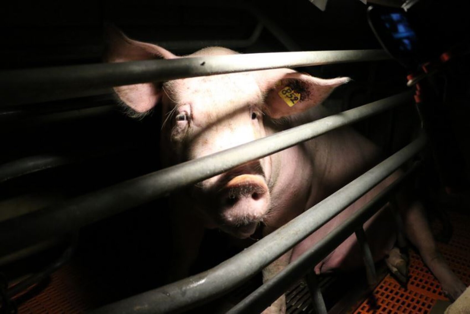 Pigs Who Spent Their Life In The Dark See Sun For The First Time - The Dodo