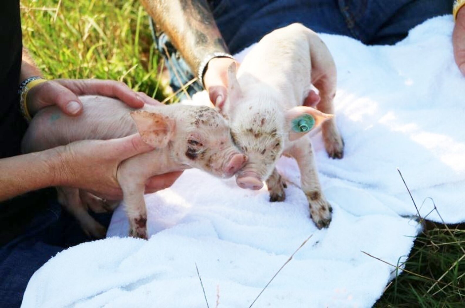 Pigs Who Spent Their Life In The Dark See Sun For The First Time - The Dodo