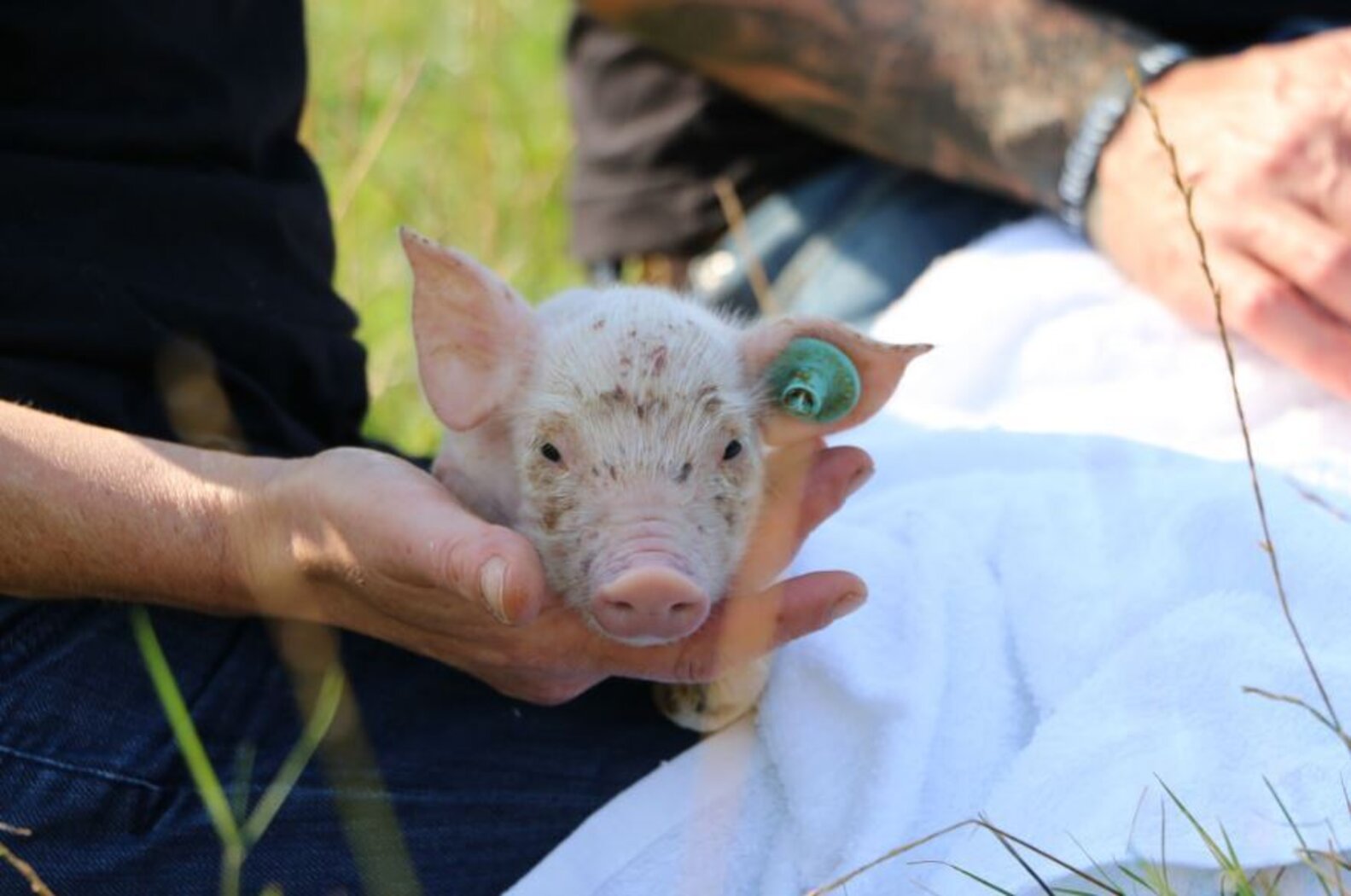 Pigs Who Spent Their Life In The Dark See Sun For The First Time - The Dodo