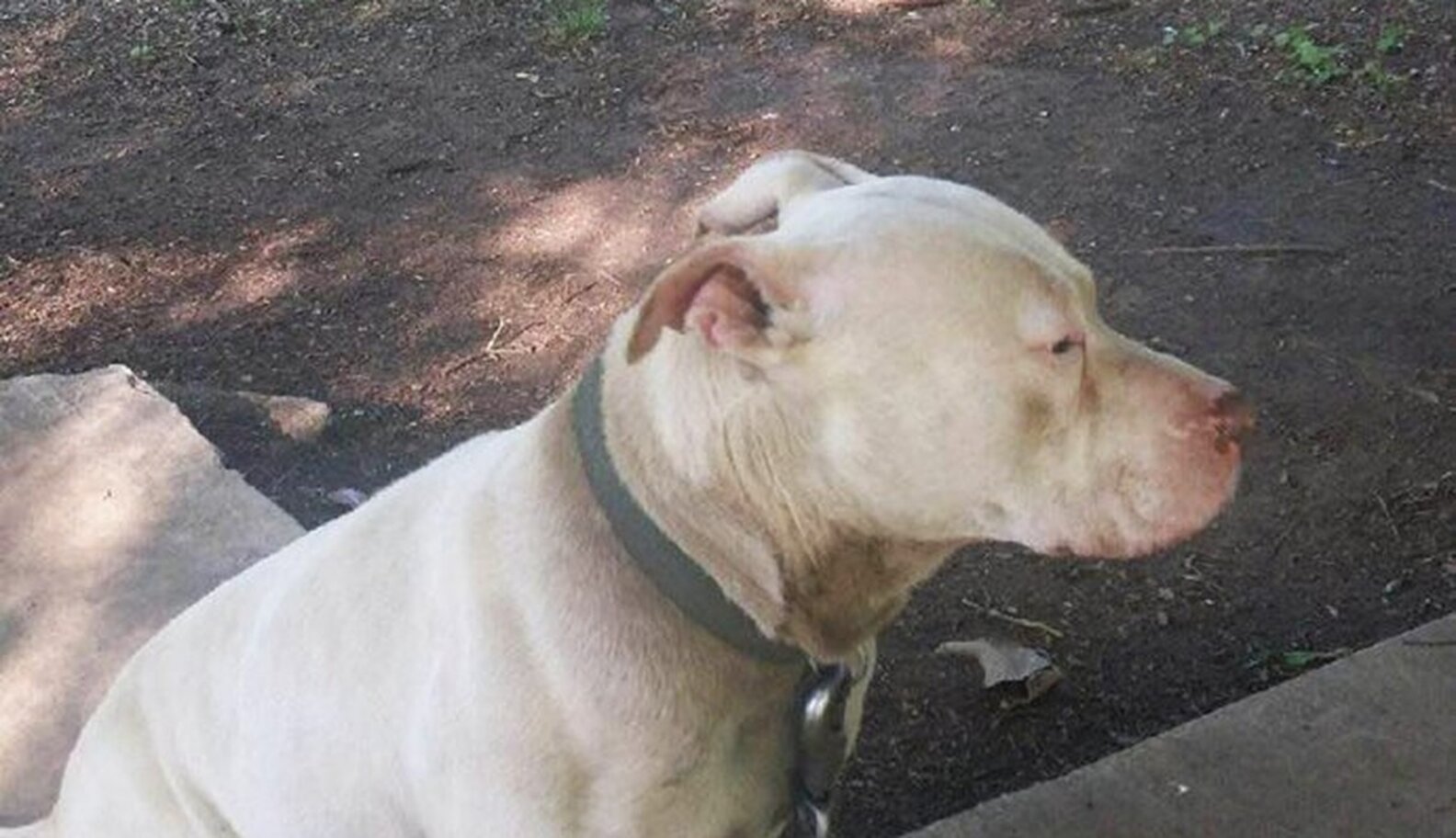Dog Chained To Tree For Years Finally Comes Inside - The Dodo