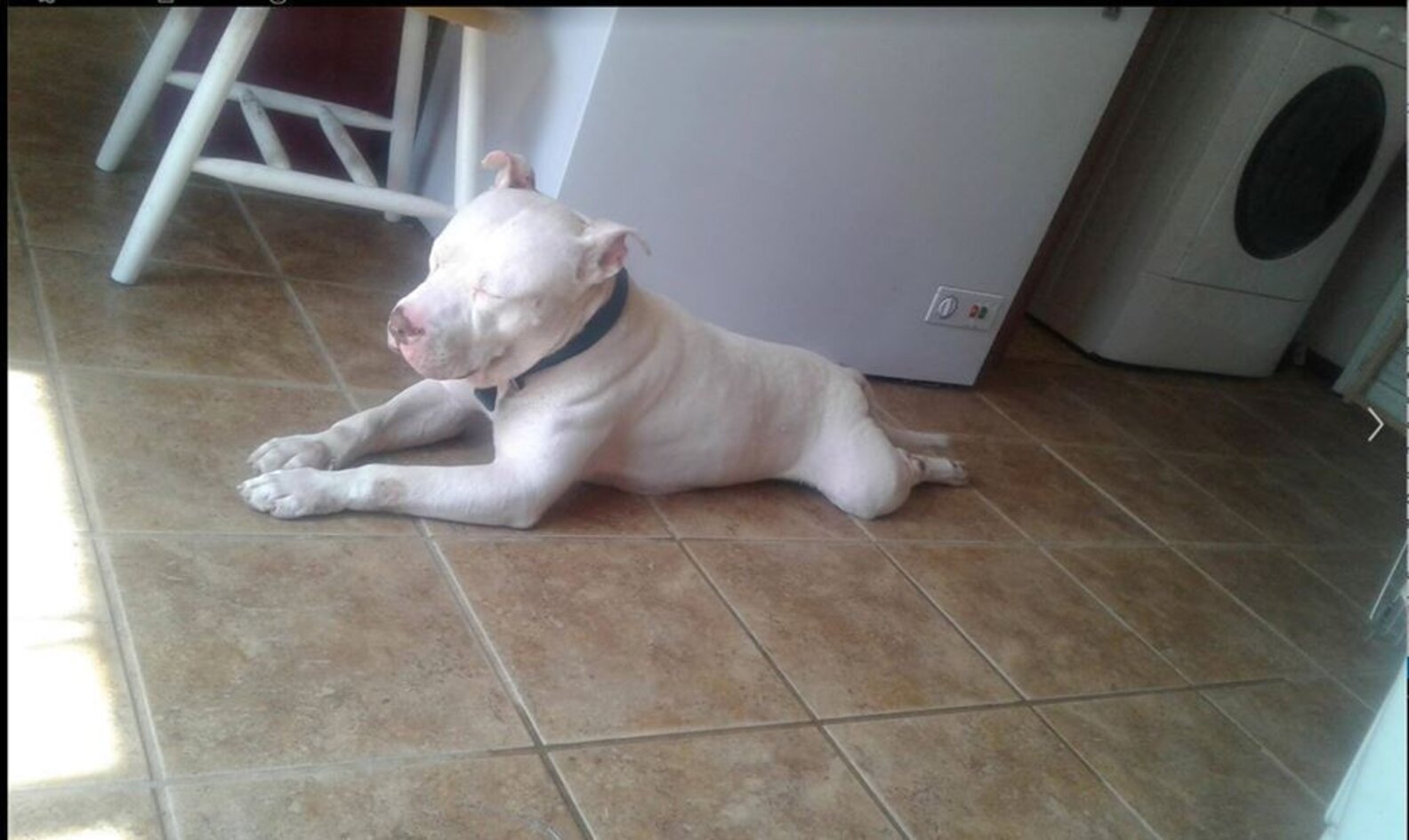 Dog Chained To Tree For Years Finally Comes Inside - The Dodo