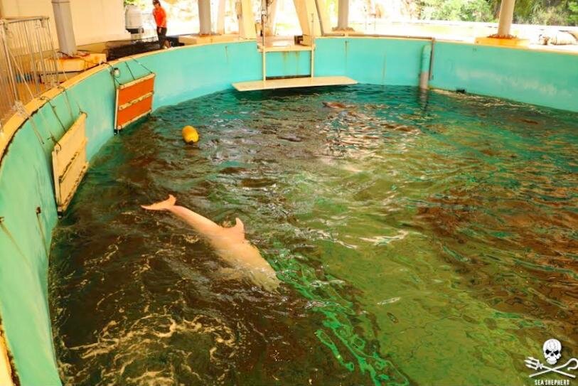 Dolphin Forced To Live In Tank So Dirty It's Black - The Dodo