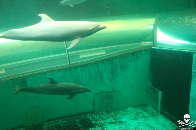 Dolphin Forced To Live In Tank So Dirty It's Black - The Dodo