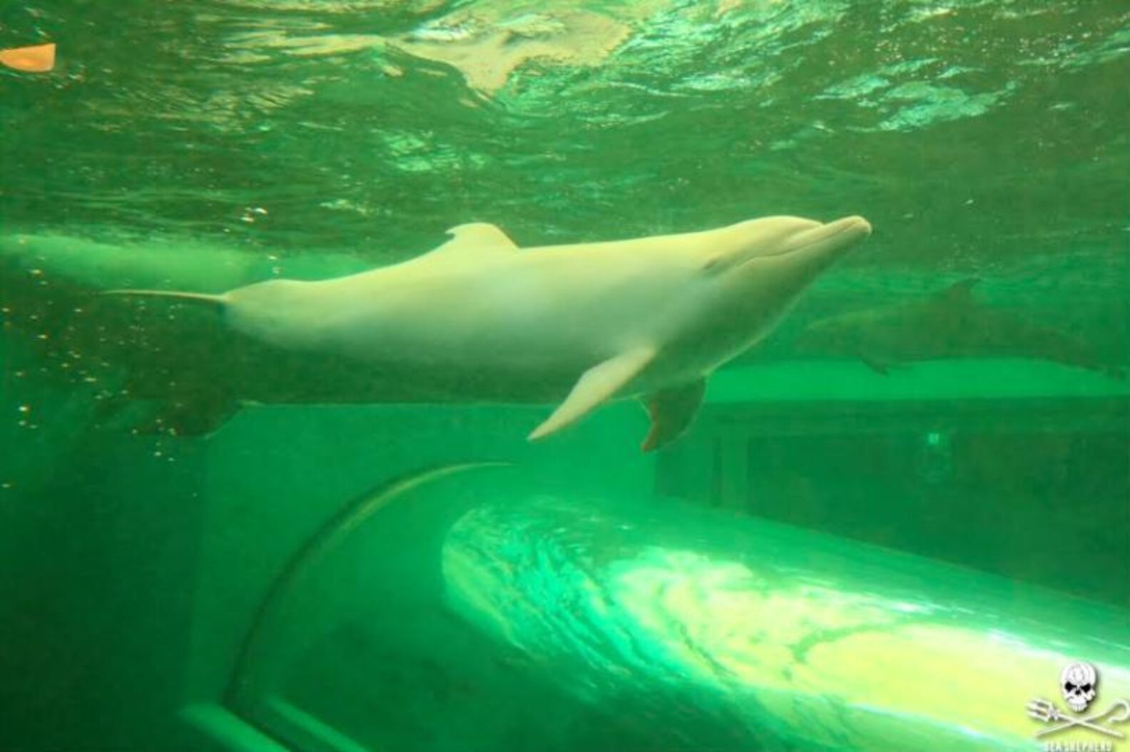 Dolphin Forced To Live In Tank So Dirty It's Black - The Dodo