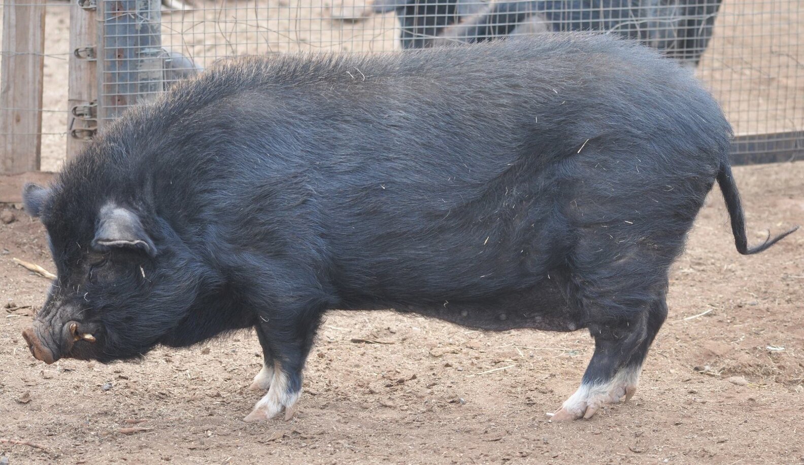 Sanctuary Takes Care Of Hundreds Of Unwanted Pigs In South Africa - The ...