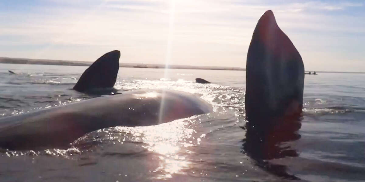 Whale Lifts Kayakers Out Of The Water - Videos - The Dodo