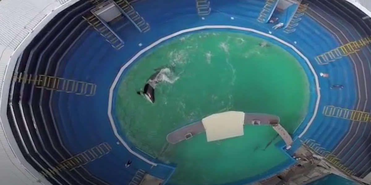 Orca Who's Going Blind Has Spent Half A Decade In Small Tank - Videos ...