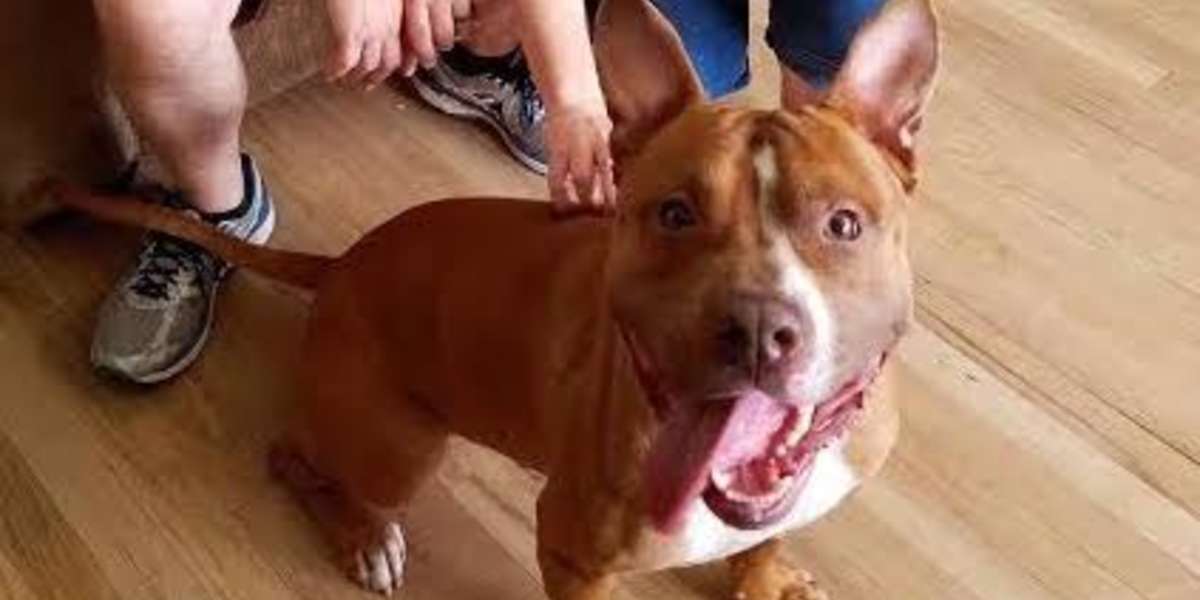 Shelter Dog Who Was Almost Euthanized Gets A Second Chance At Life ...