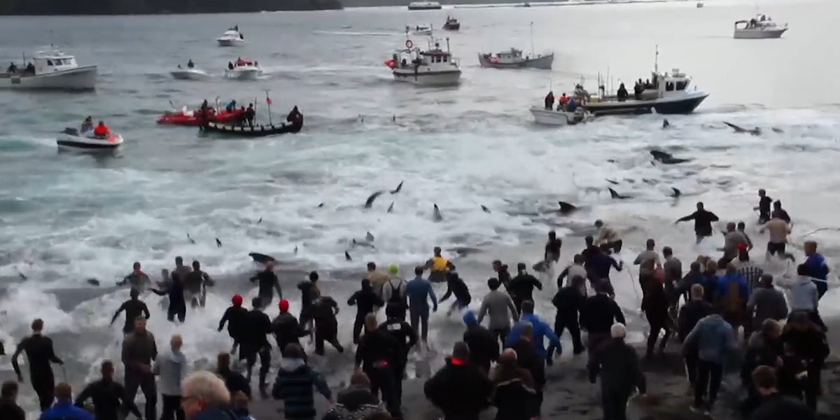 Hundreds Of Whales Die Every Year In This Hunt - Videos - The Dodo