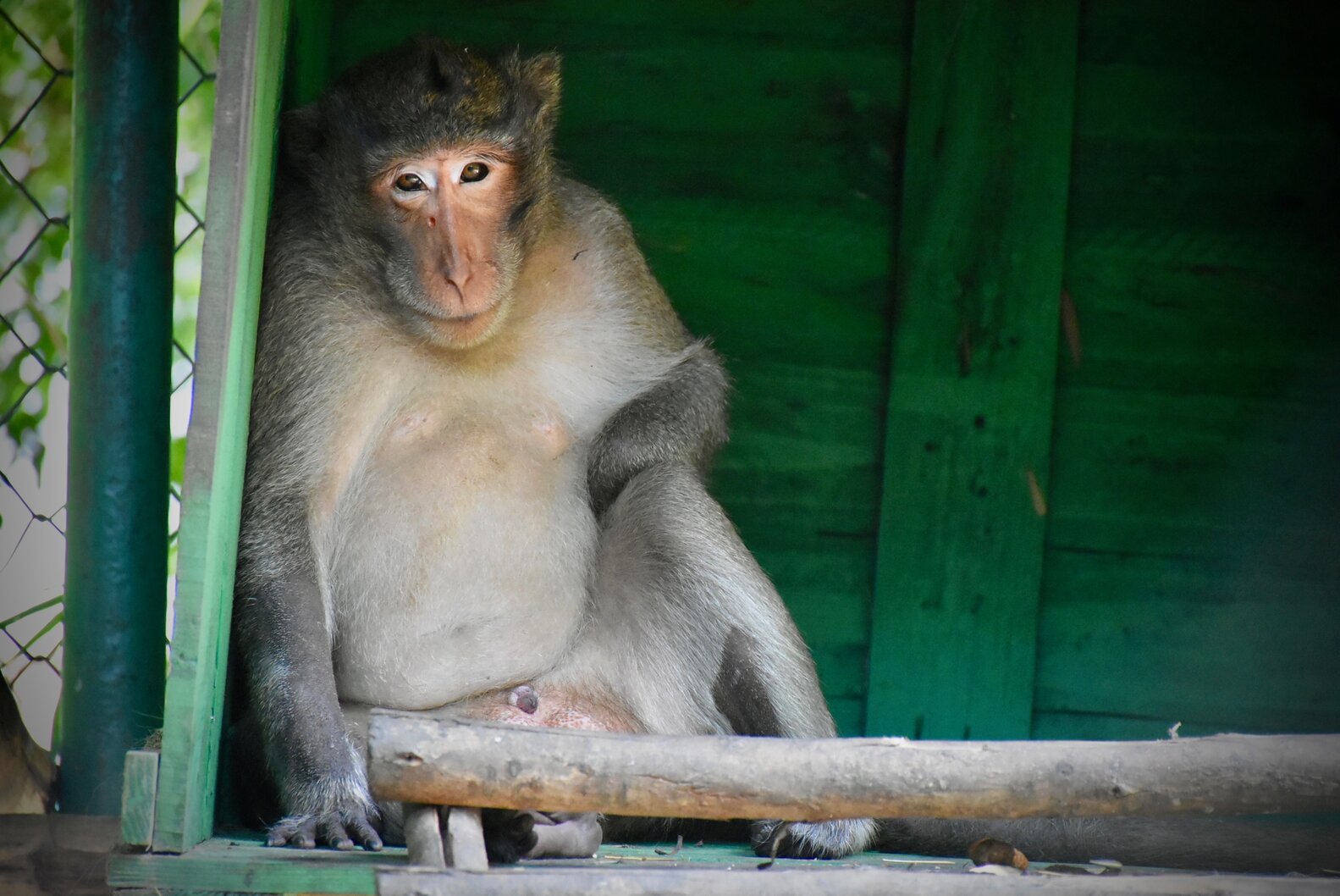 Monkey Shot In Eye With Arrow Finds The Perfect People To Help Him ...