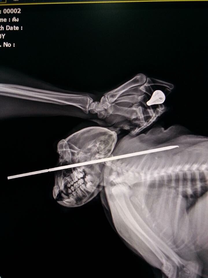 Monkey Shot In Eye With Arrow Finds The Perfect People To Help Him ...