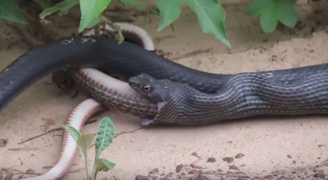 A Snake Regurgitated Another Live Snake - Thrillist