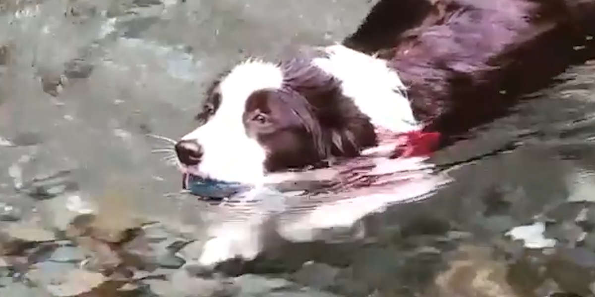 Dog Explores Rivers, Mountains And Glaciers - Videos - The Dodo