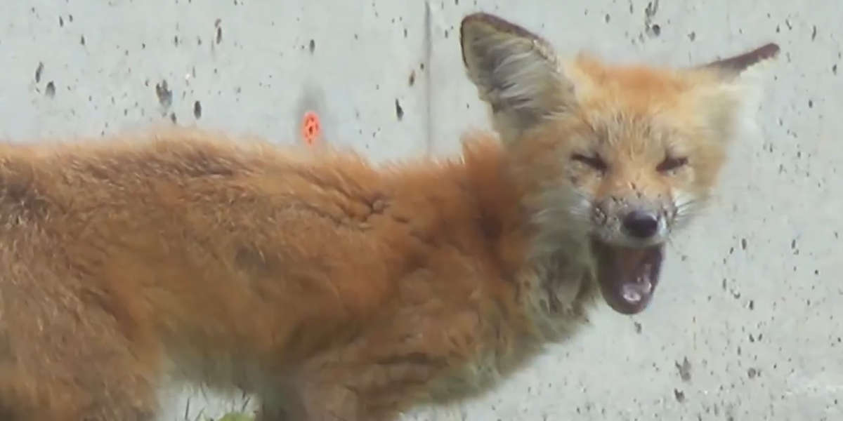 Sick Fox Found With Trash Around His Neck Returns To The Wild - Videos ...