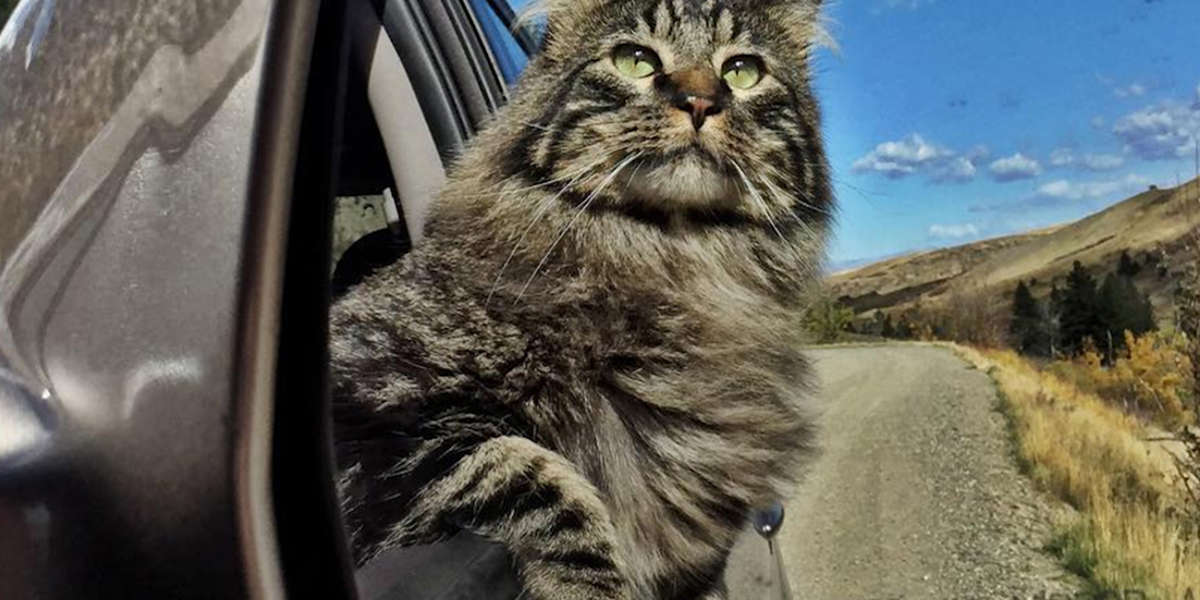 Adventure Cat Has The Most Majestic Life - Videos - The Dodo