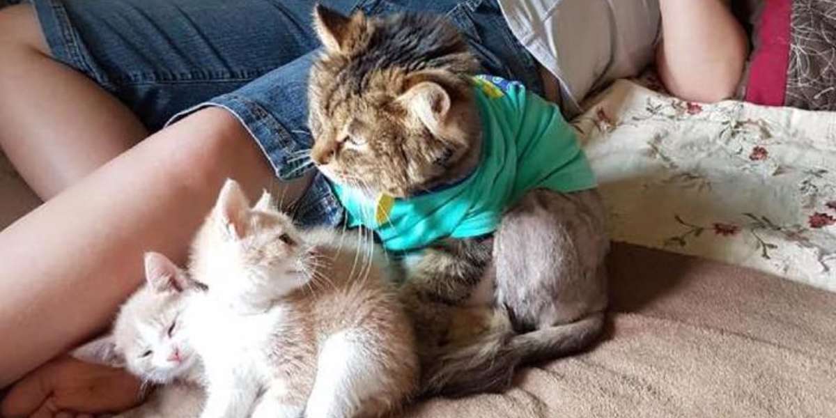 Rescue Cat Loves His Foster Kittens So Much - The Dodo