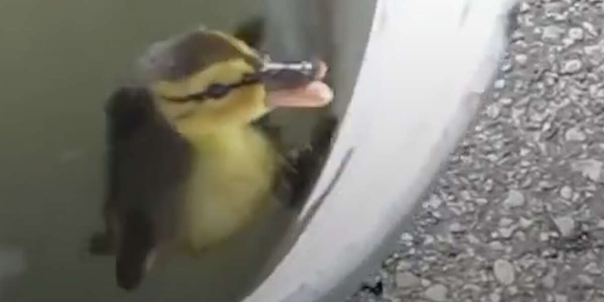 Duck Mom Waits While Her Babies Are Rescued - Videos - The Dodo
