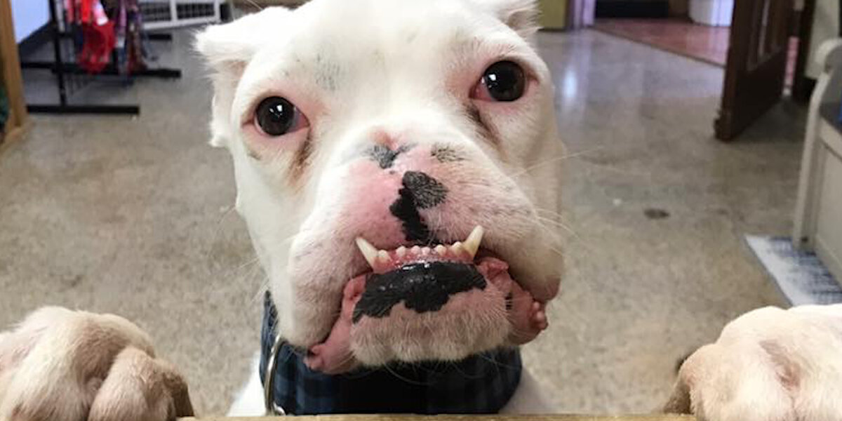 Dog Who Was Abused Is Still So Happy And Playful - Videos - The Dodo