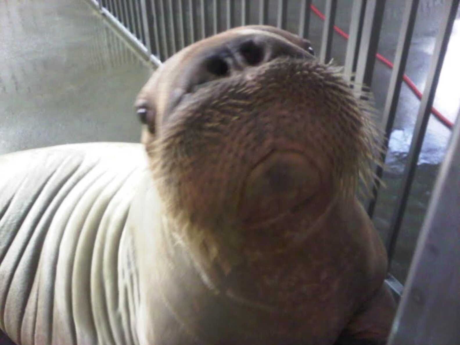 Marineland Has Been Hiding This Sick Walrus For Years - The Dodo