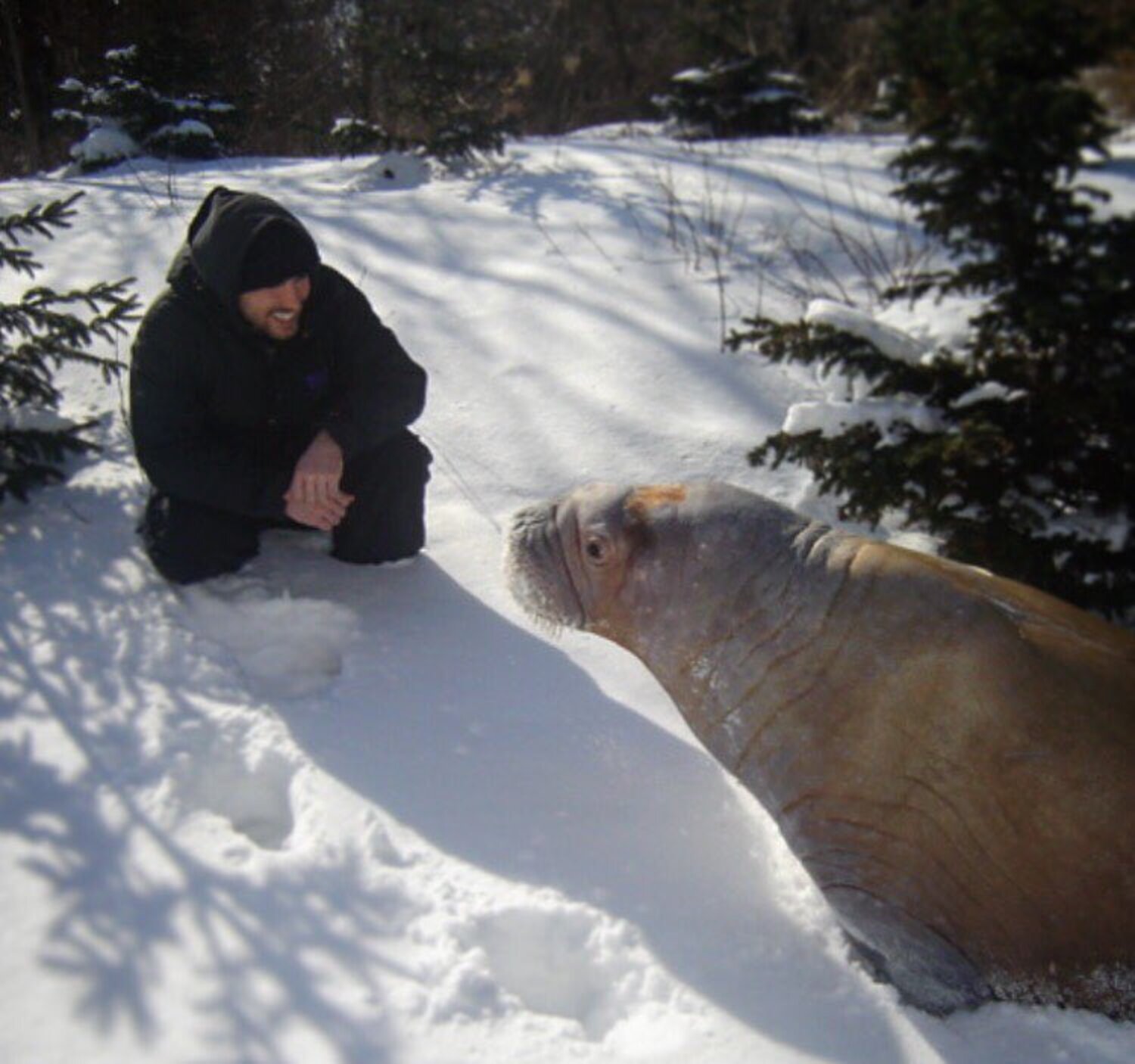 Marineland Has Been Hiding This Sick Walrus For Years - The Dodo