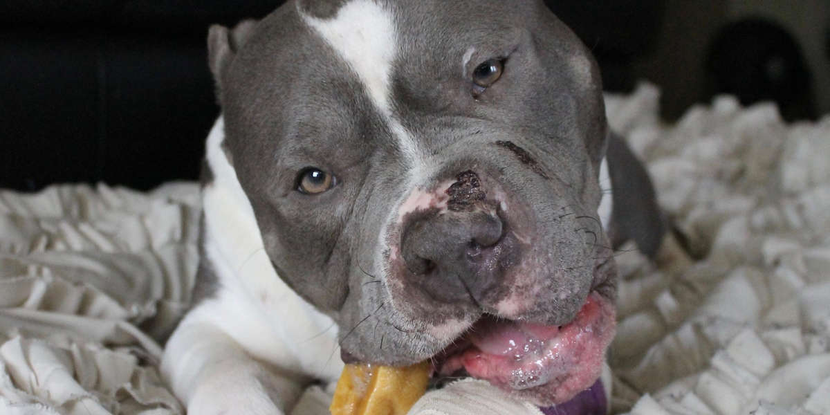 Dog Who Suffered From Gunshots Loves Swimming Now - Videos - The Dodo