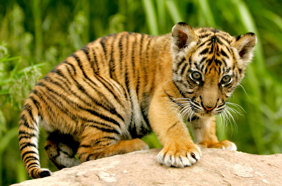 You Can Save Tigers By Drinking This Tiger Beer - Thrillist
