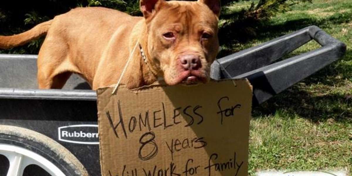 Shelter Dog Has Been Homeless For 9 Years - The Dodo
