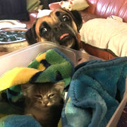 Cops Rescue Little Dog Who Got Stuck Inside A Tree - The Dodo