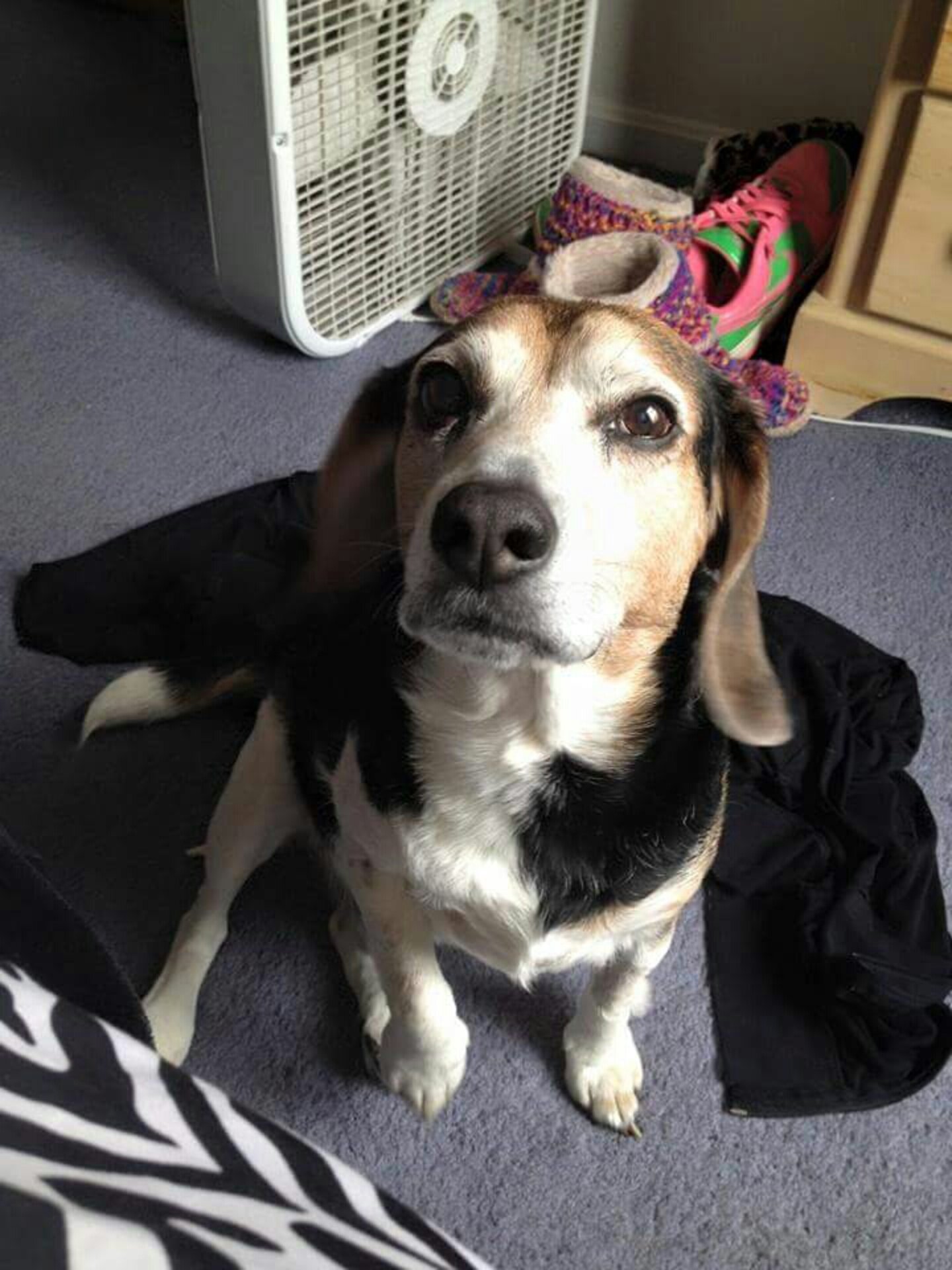 Beagle With Elderly Owner Finds New Family - The Dodo