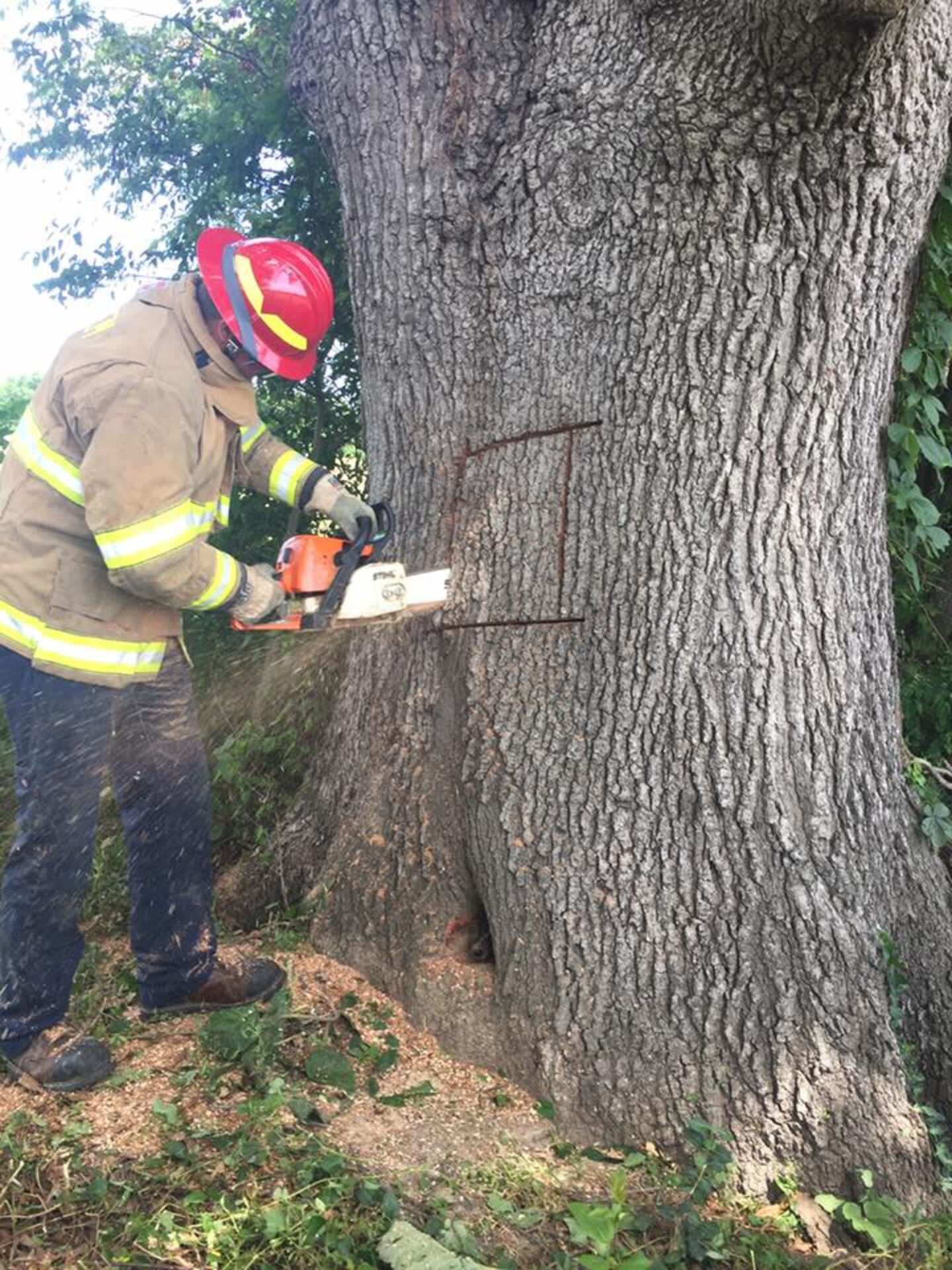 Cops Rescue Little Dog Who Got Stuck Inside A Tree - The Dodo