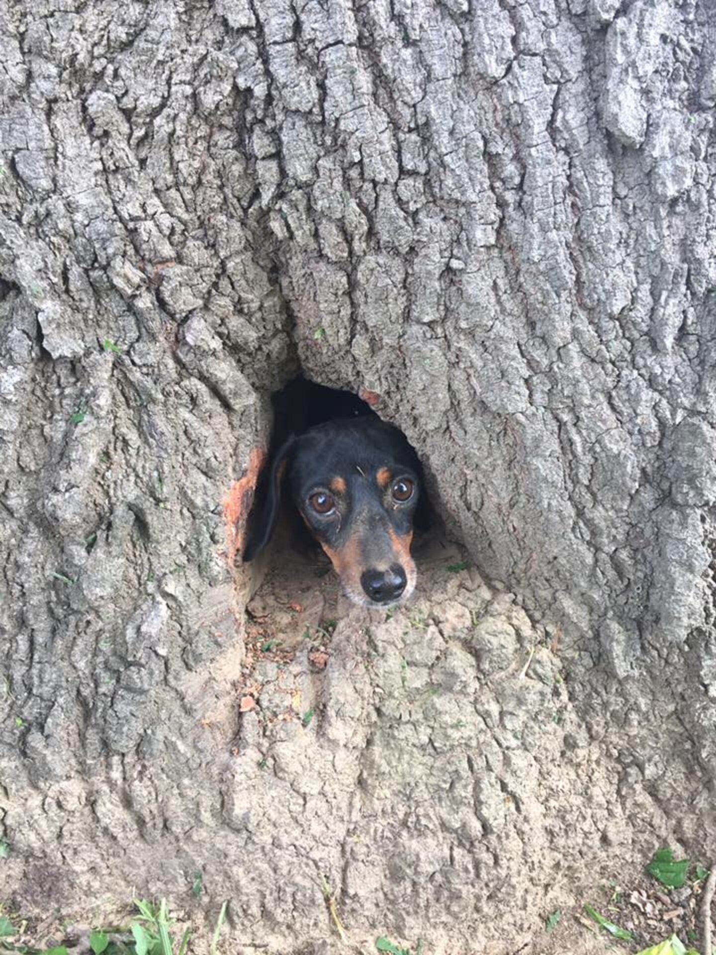 Cops Rescue Little Dog Who Got Stuck Inside A Tree - The Dodo